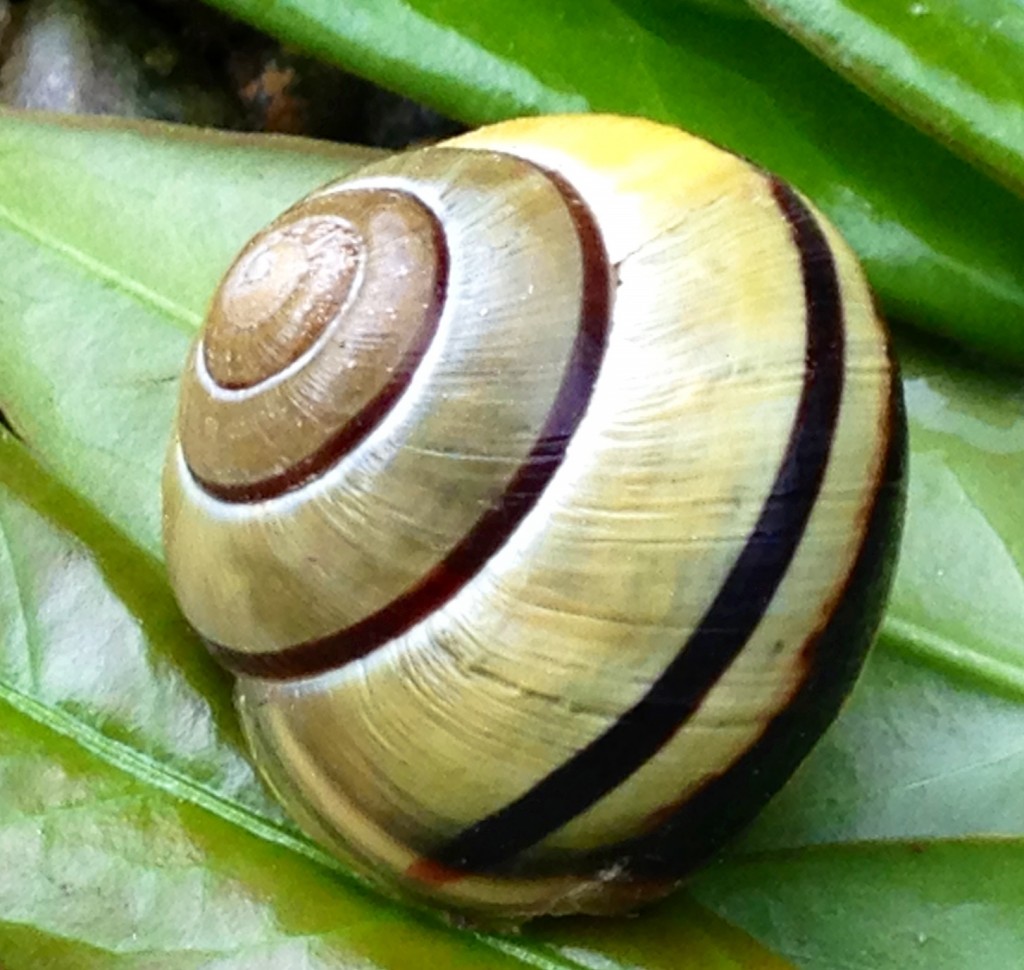 Snail – North Burnaby Quadrant